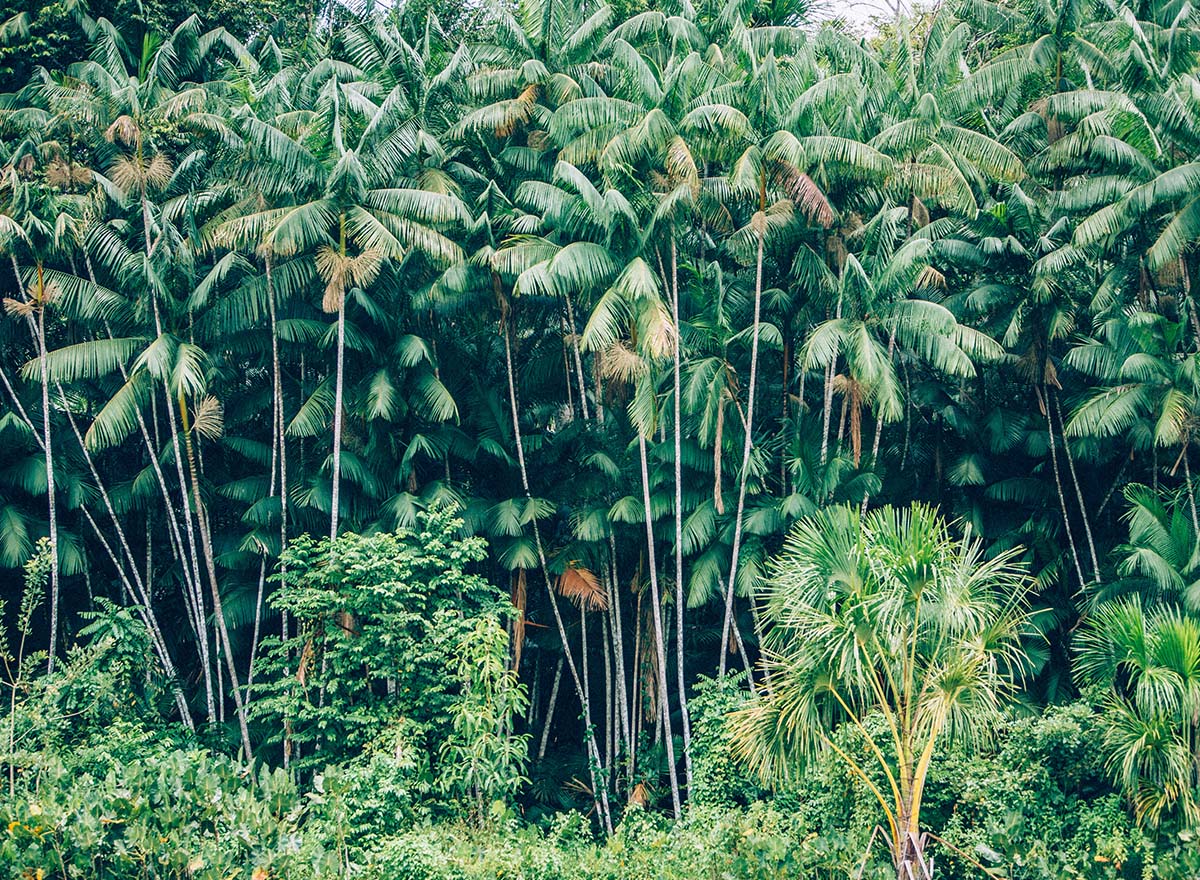 De Onde Vem o Açaí?